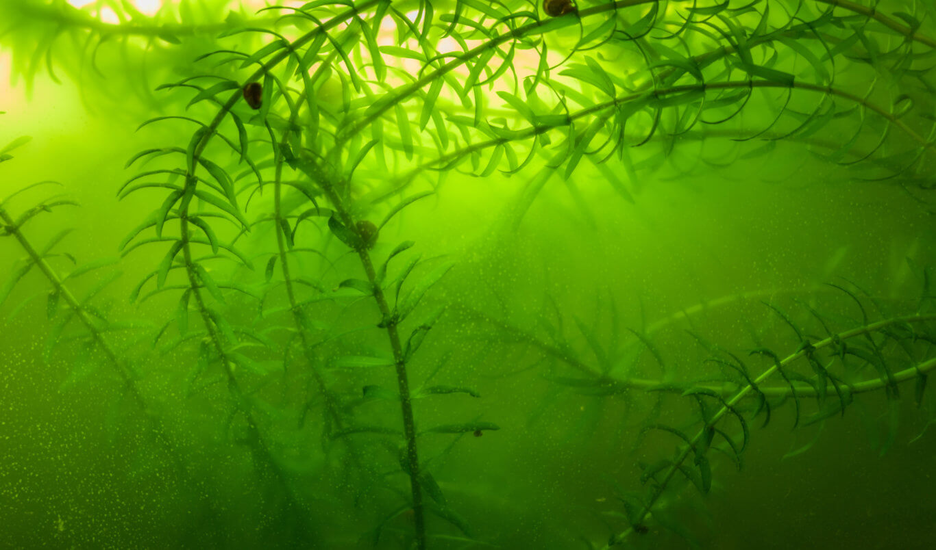 De strijd tegen invasieve uitheemse soorten krijgt vorm | BeBiodiversity